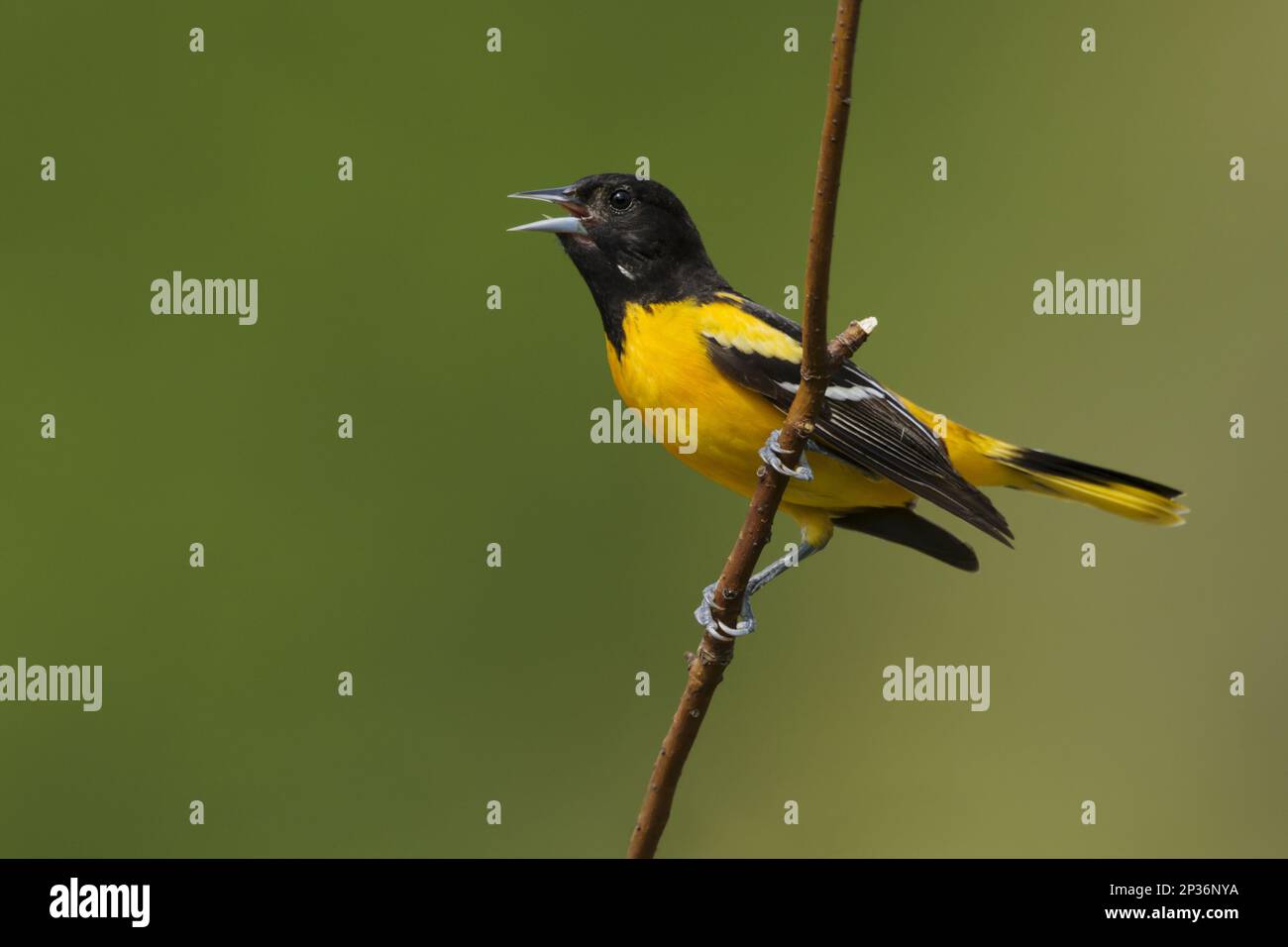 Baltimore baltimore oriole (Icterus galbula), adult male, singing ...