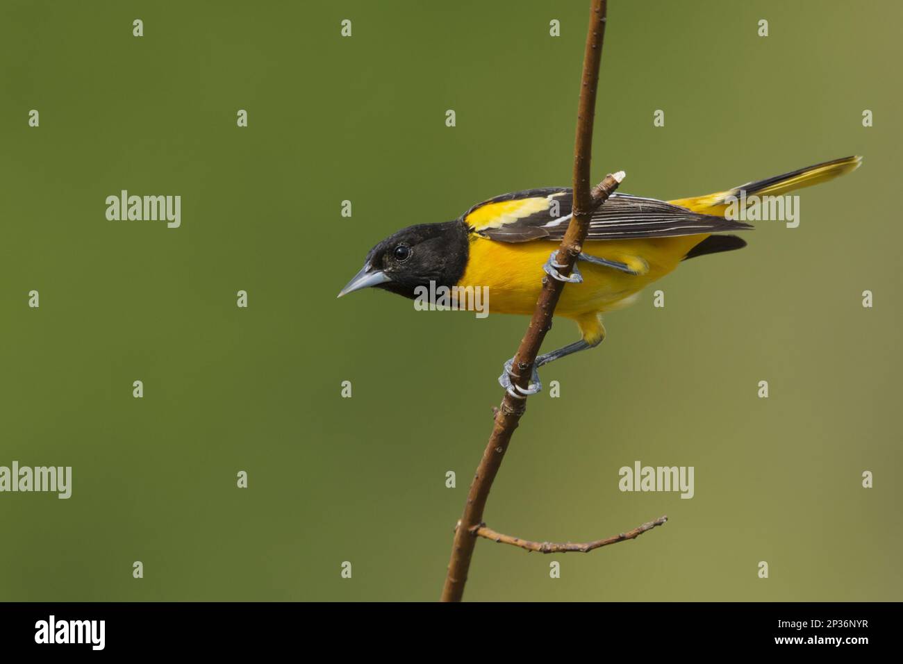 Baltimore baltimore oriole (Icterus galbula), adult male, sitting on a ...