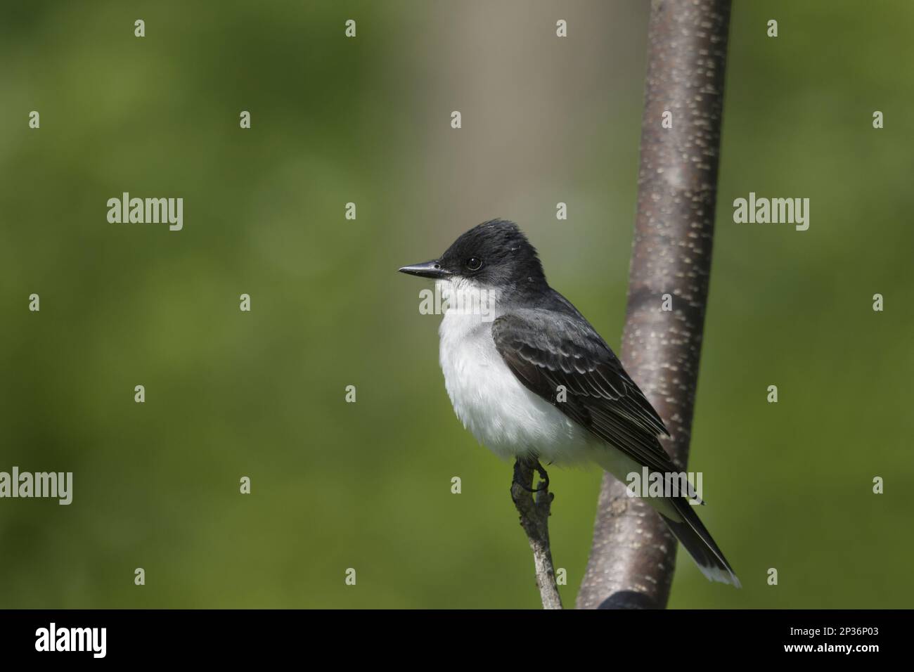 North american kingbird hi-res stock photography and images - Alamy