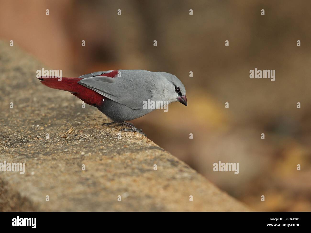 Lavender Waxbill (Estrilda caerulescens) adult, standing on ground ...