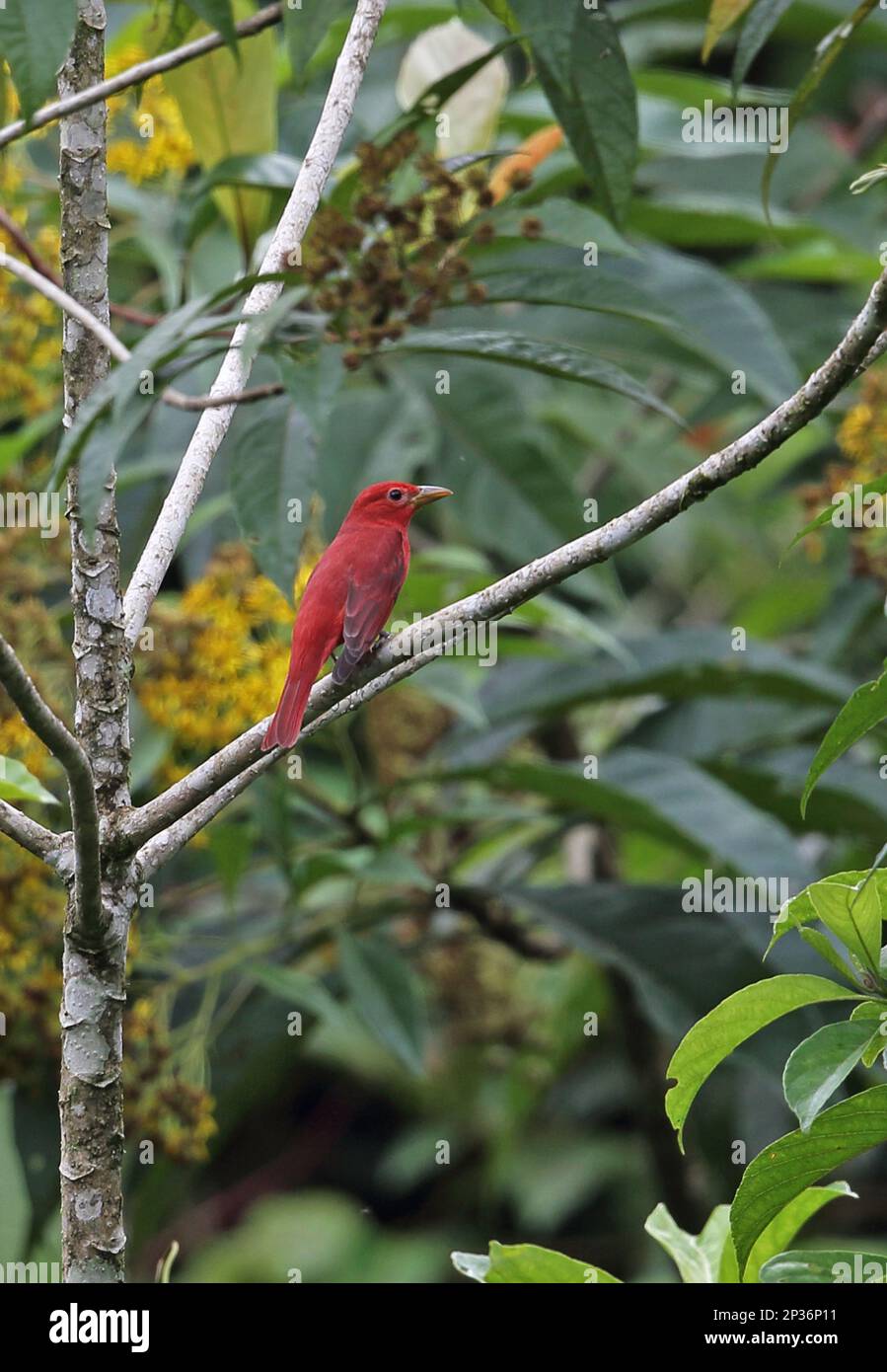 Summer tanager (Piranga rubra), adult male, sitting on a branch, Rio ...