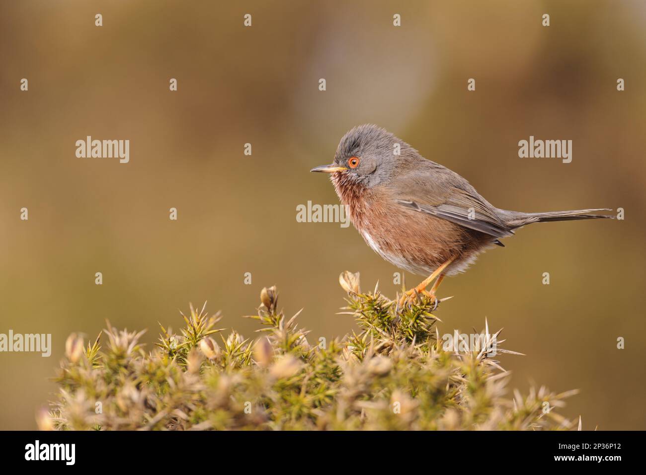 Provence Warbler, dartford warblers (Sylvia undata), songbirds, animals ...