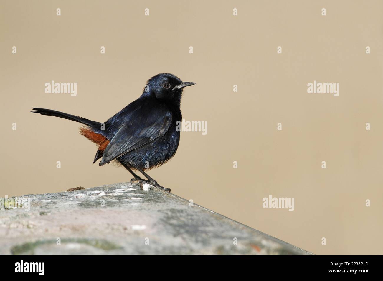 Indian Robin (Saxicoloides fulicata leucoptera) adult male, perched on ...