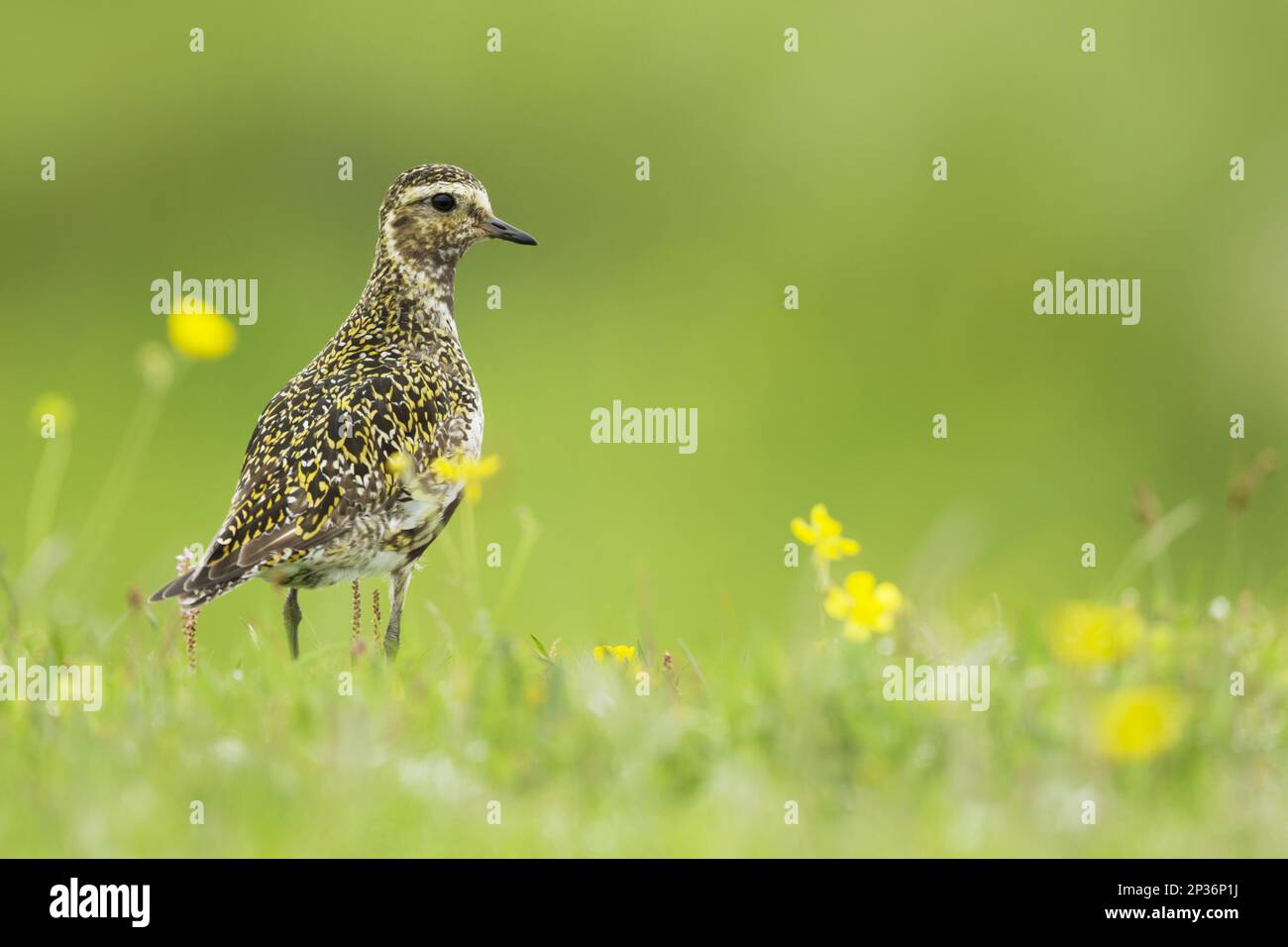 European golden plover (Pluvialis apricaria) adult, breeding feather ...