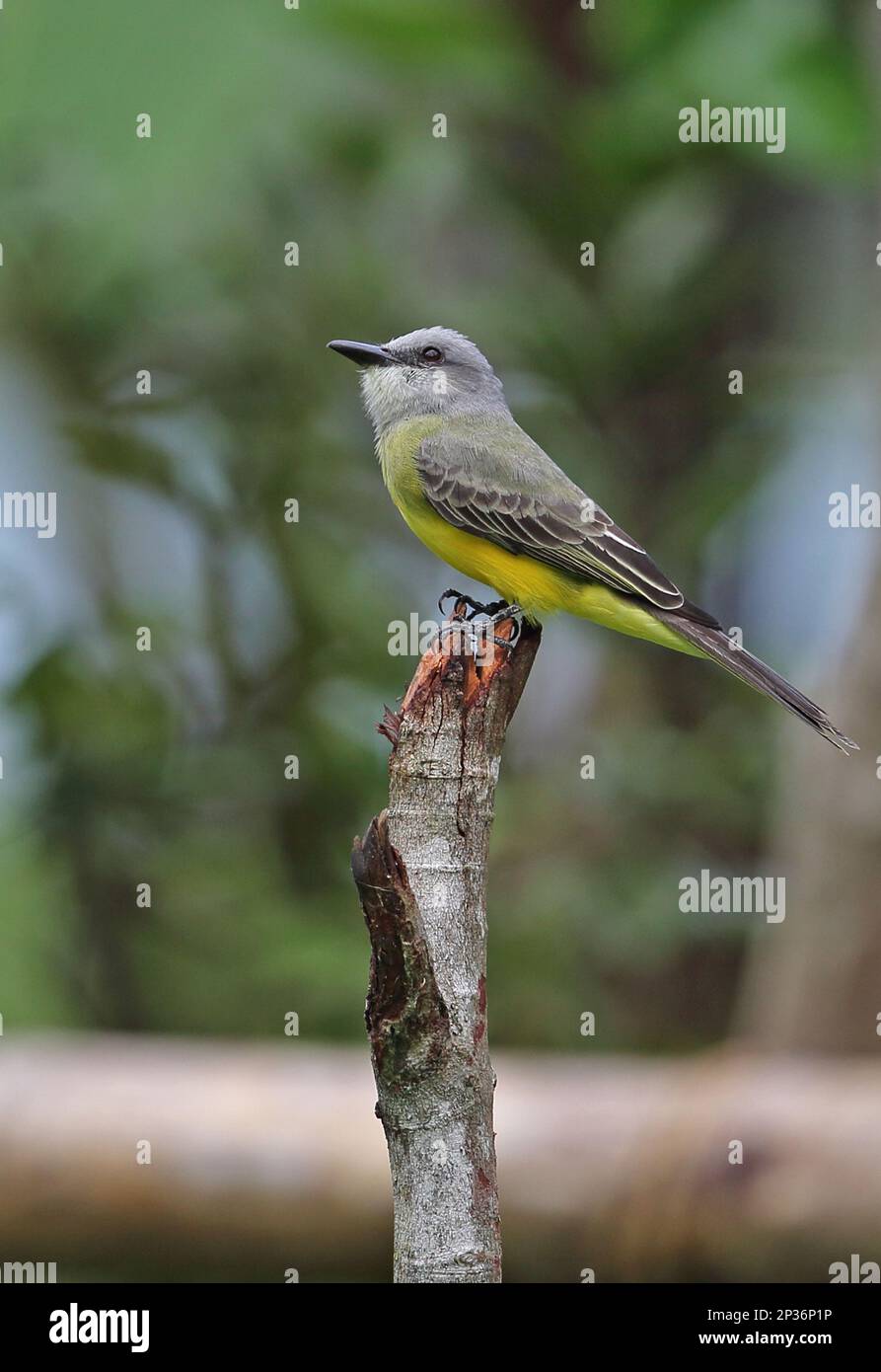 Tropical kingbird (Tyrannus melancholicus satrapa), adult, sitting on a ...