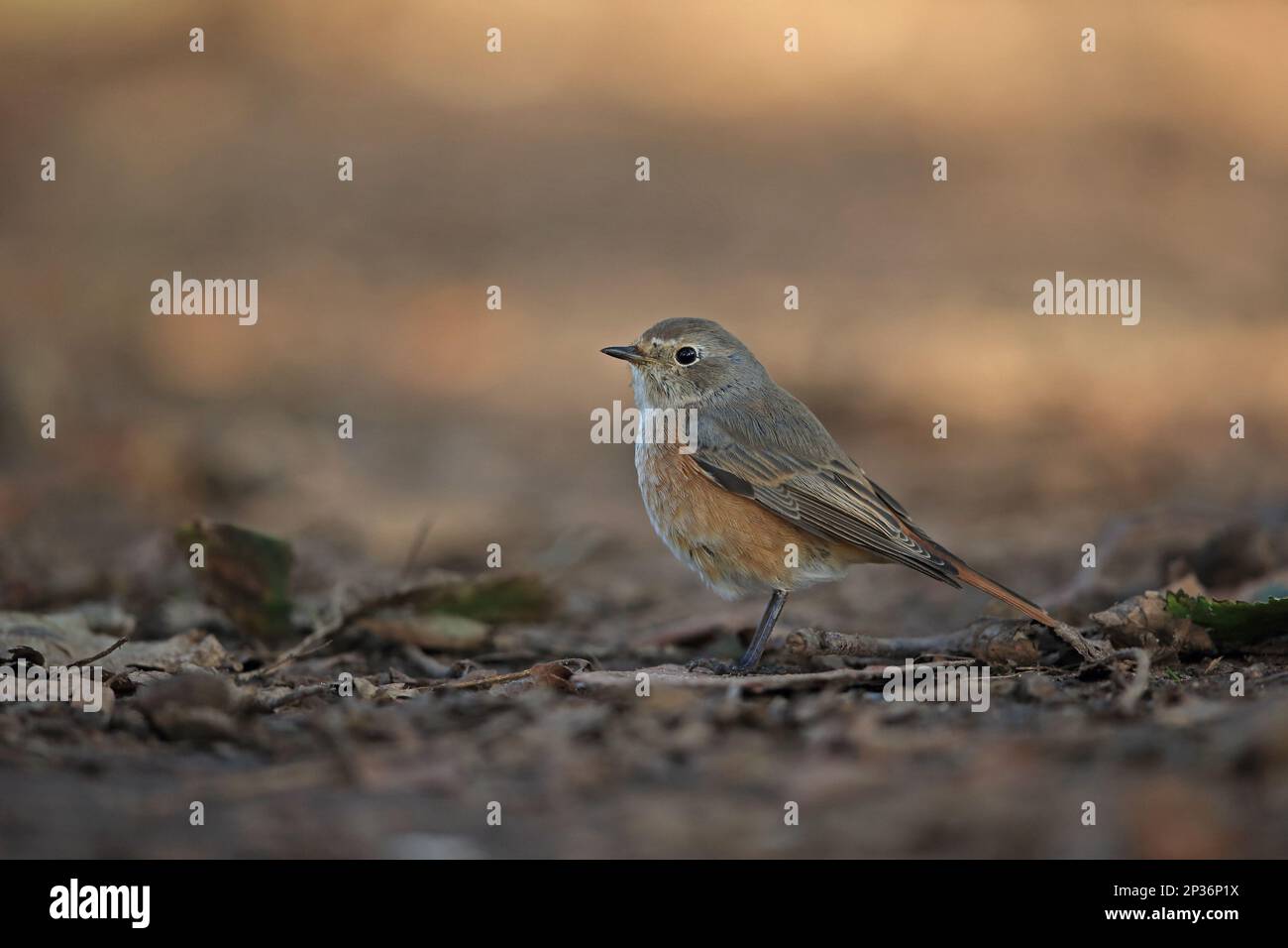 Redstart, common redstarts (Phoenicurus phoenicurus), songbirds ...