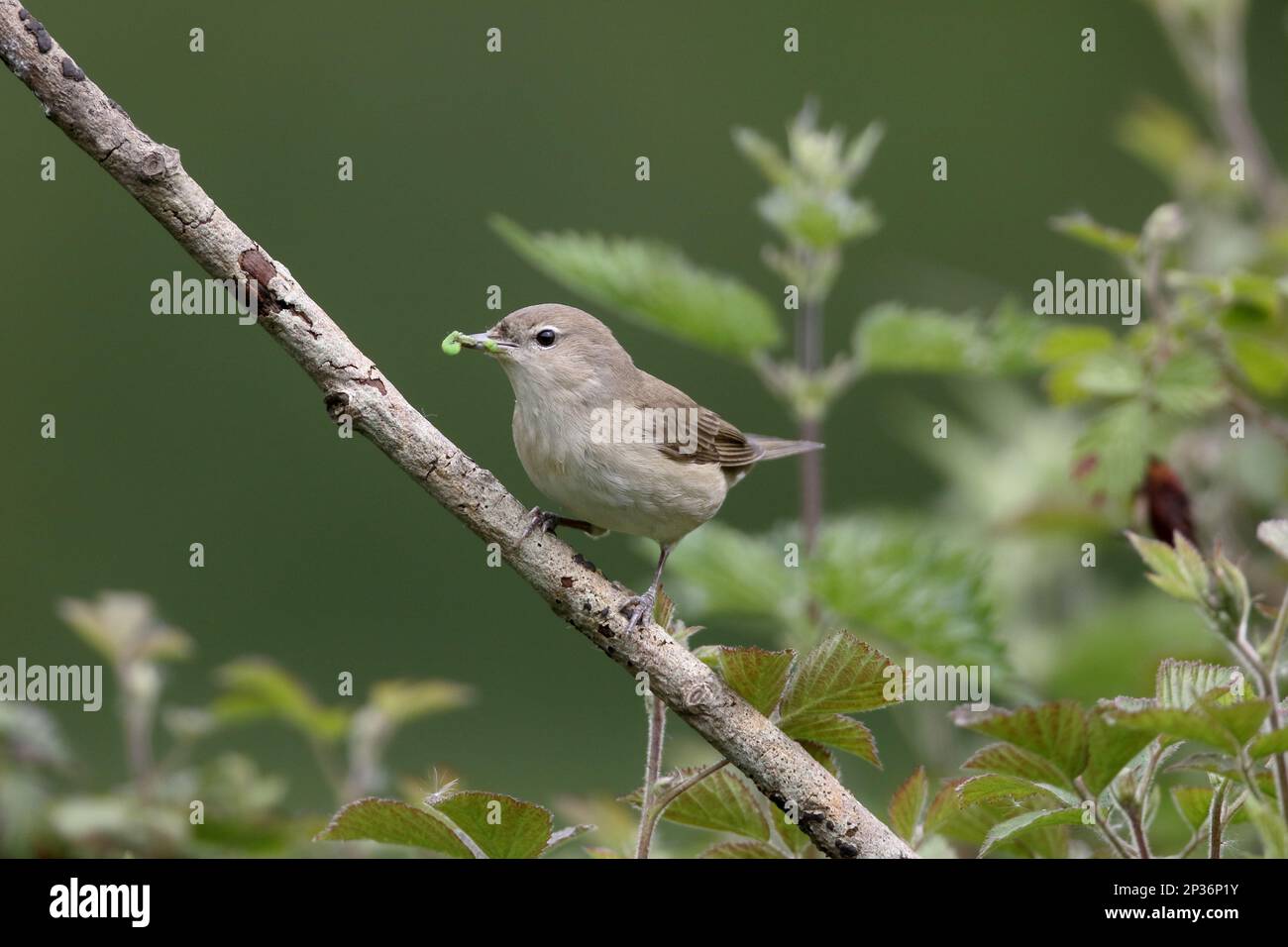 Garden Warbler (Sylvia borin) adult, with caterpillars in beak, perched ...
