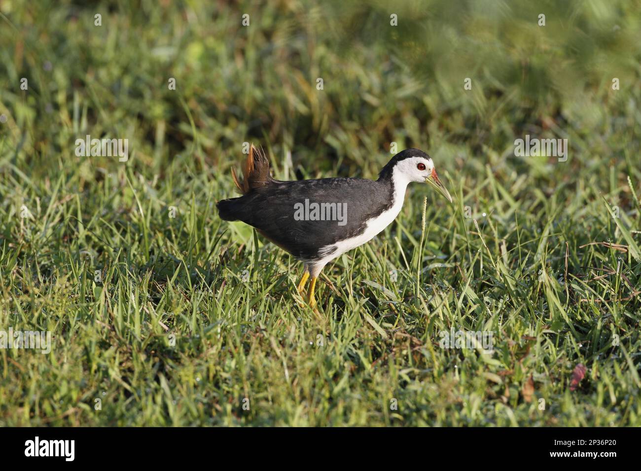White breasted waterhen bird hi-res stock photography and images - Alamy