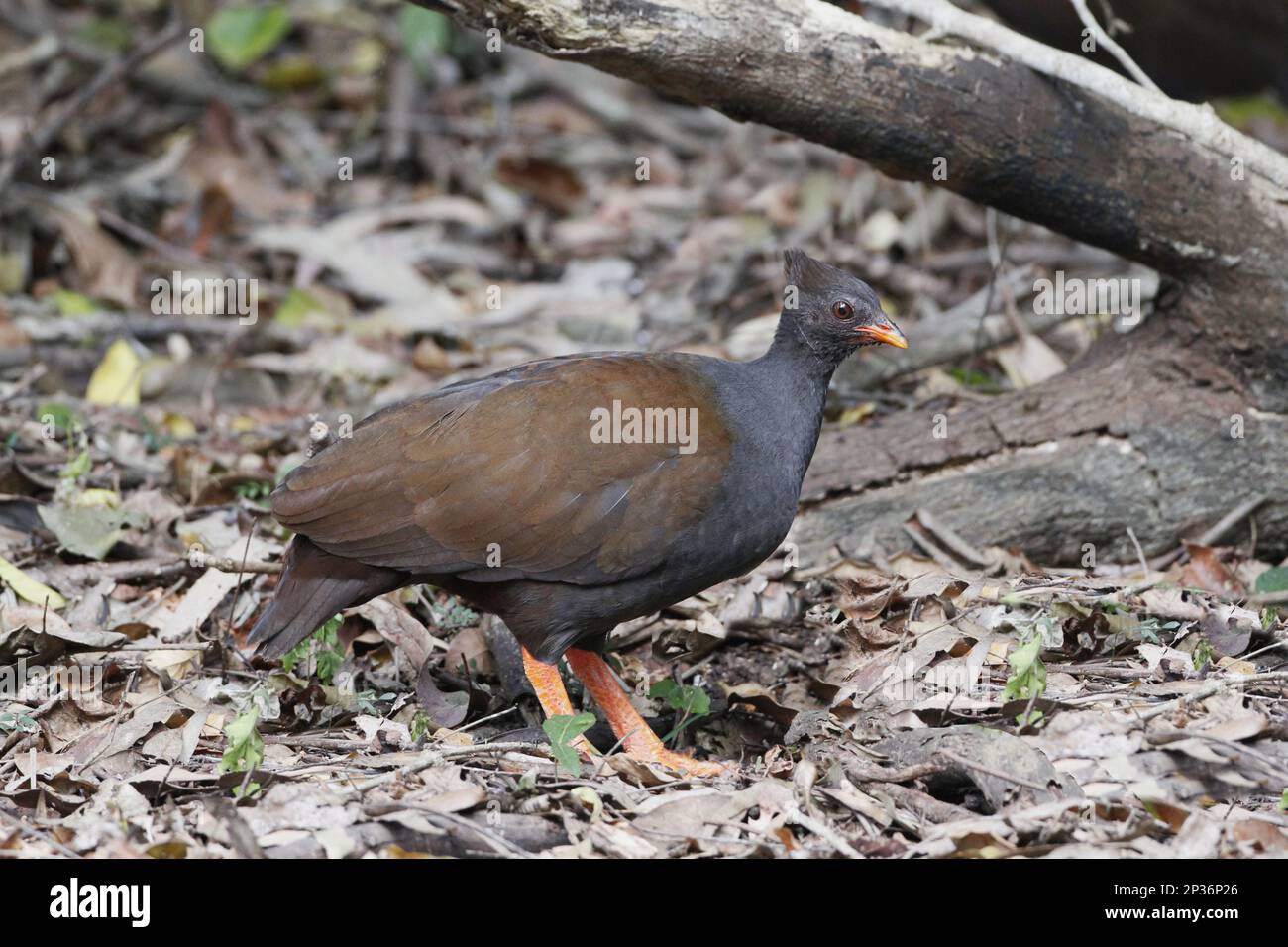 Orange-footed Scrubfowl (Megapodius reinwardt) adult, foraging amongst ...