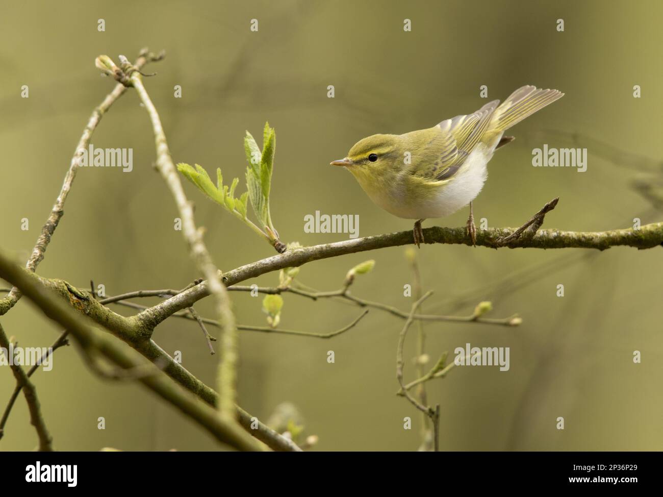 Wood warbler (Phylloscopus sibilatrix), songbirds, animals, birds, Wood ...