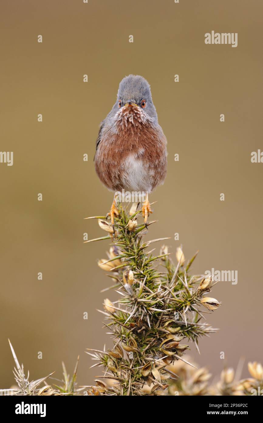 Provence Warbler, dartford warblers (Sylvia undata), songbirds, animals ...