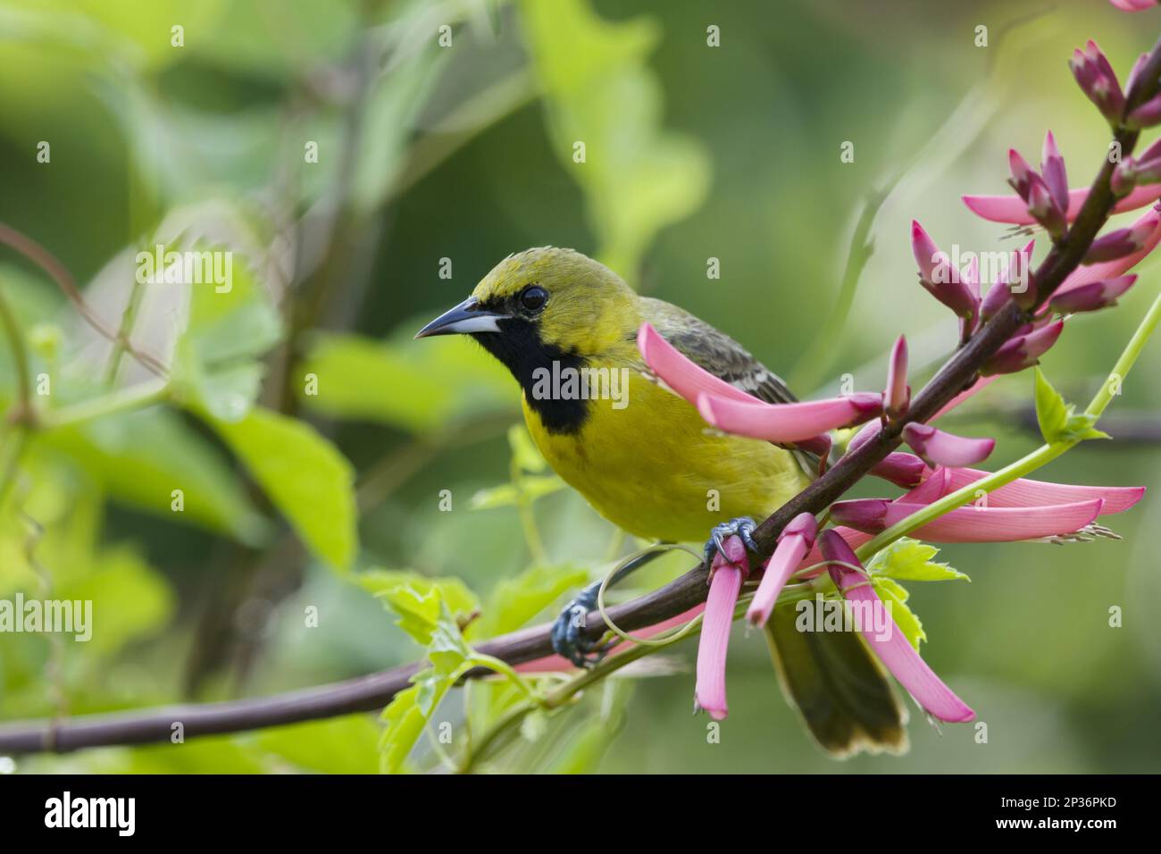 Orchard trupial hi-res stock photography and images - Alamy