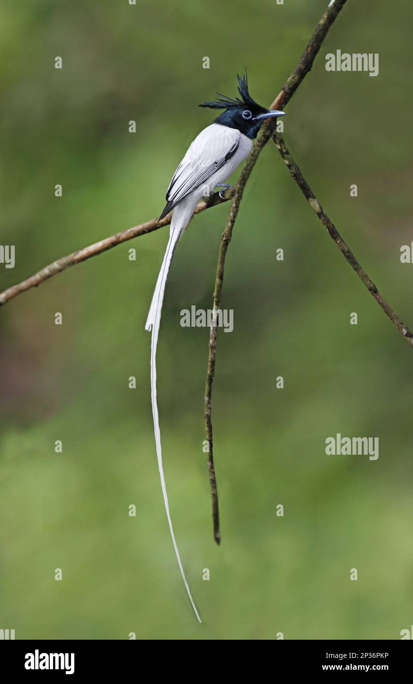 Asian Paradise-flycatcher (Terpsiphone paradisi paradisi) adult male ...