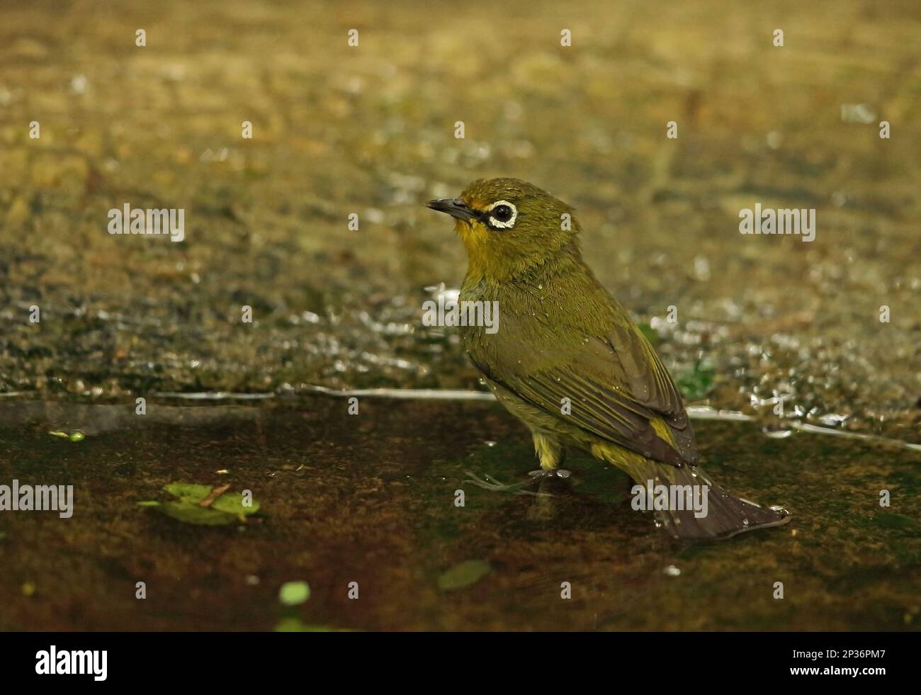 Cape white-eye (Zosterops virens), Cape White-eye, songbirds, animals ...