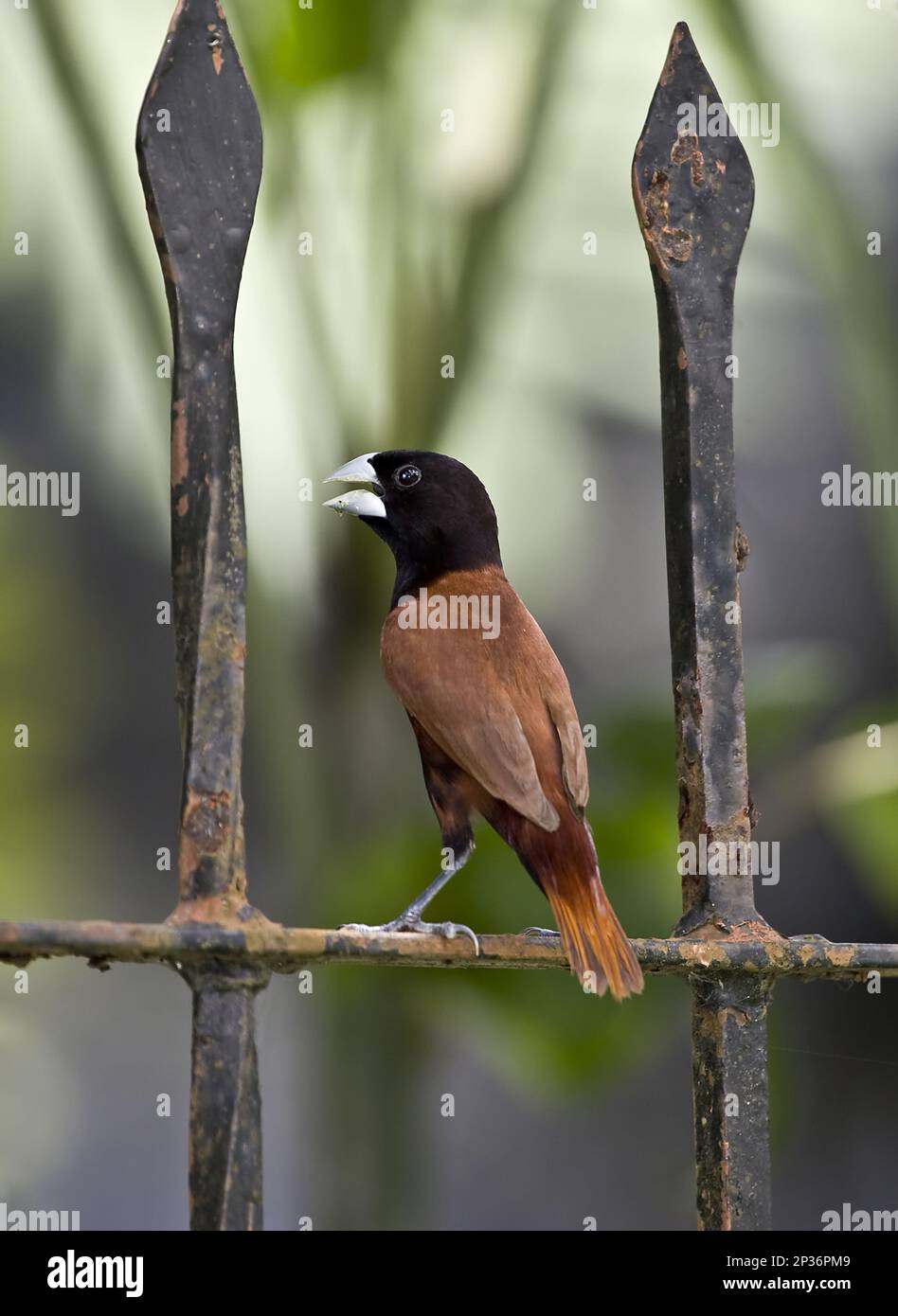 Chestnut Munia (Lonchura atricapilla) adult, perched on metal railing ...