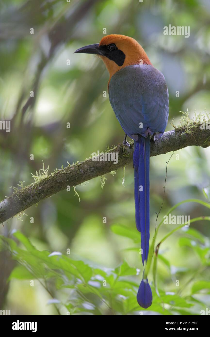Red rufous motmot (Baryphthengus martii) adult, sitting on a branch, La ...