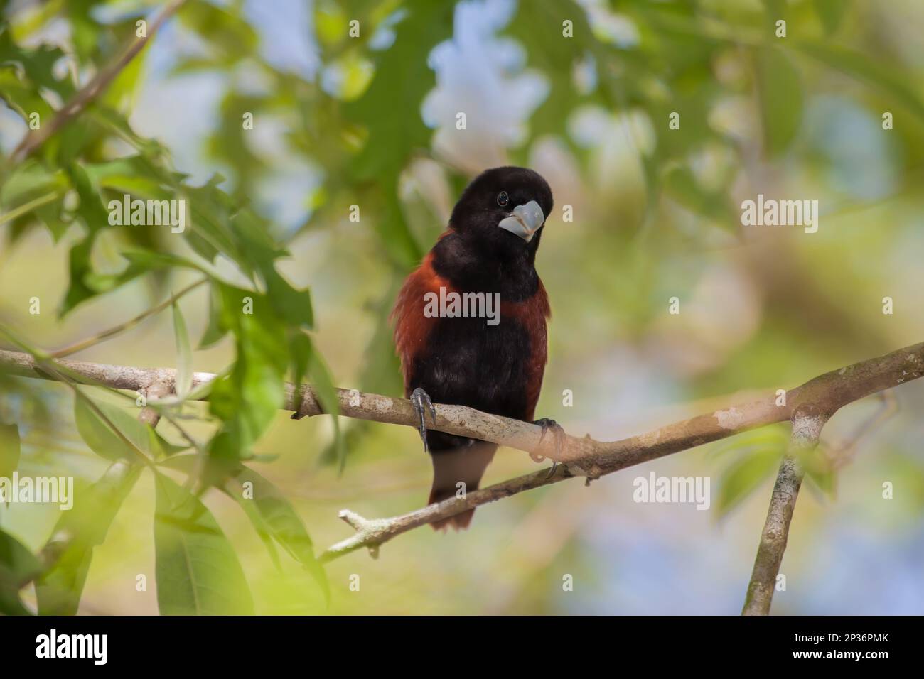 Chestnut Munia (Lonchura atricapilla) adult, perched on twig, Palawan ...