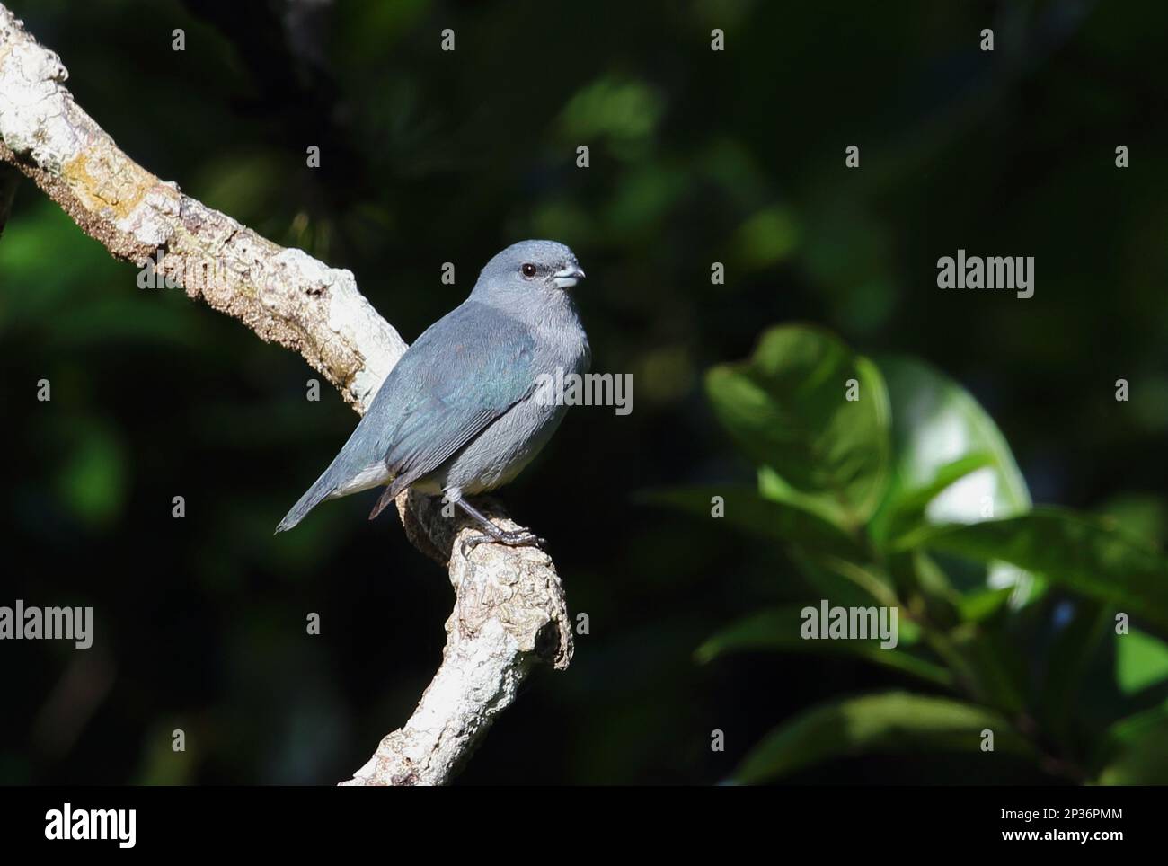 Jamaican Euphonia (Euphonia jamaica), adult male, sitting on dead branch, Marshall's Pen ...