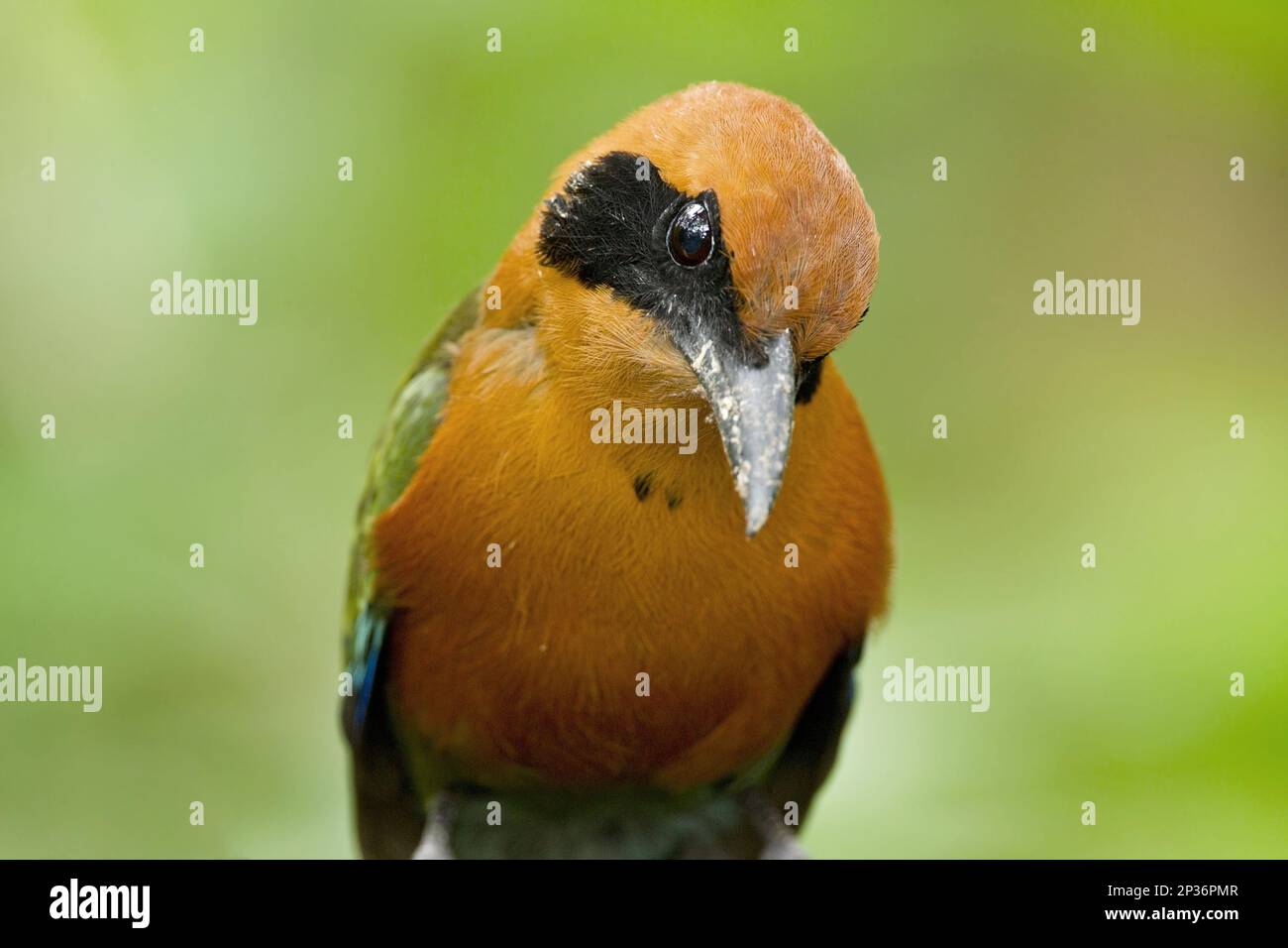 Adult red rufous motmot (Baryphthengus martii), close-up of head and ...