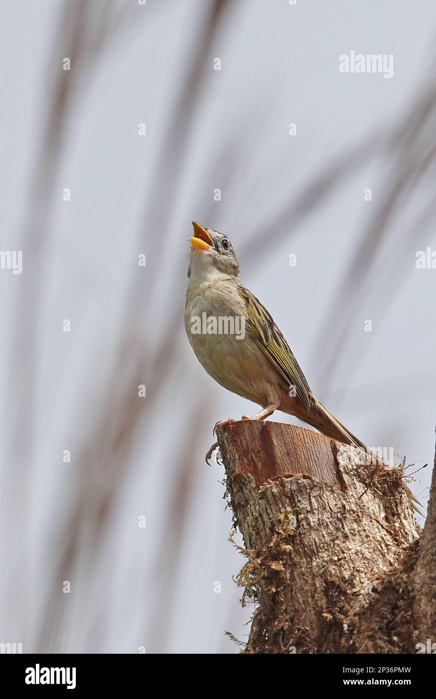 Wedge-tailed Grassfinch (Emberizoides herbicola hypochondriacus), adult ...