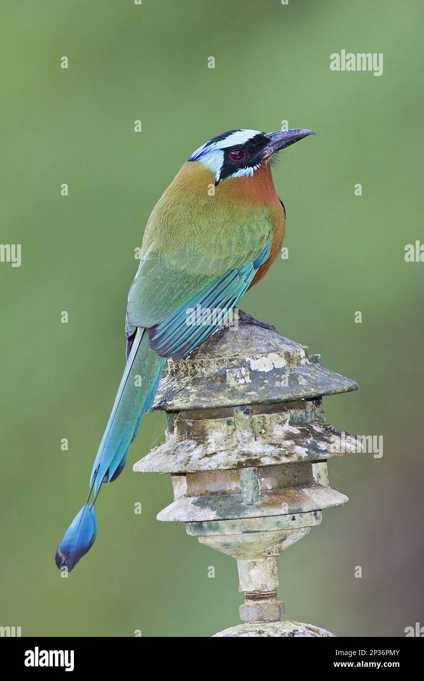 Trinidad trinidad motmot (Momotus bahamensis) adult, sitting on a light ...