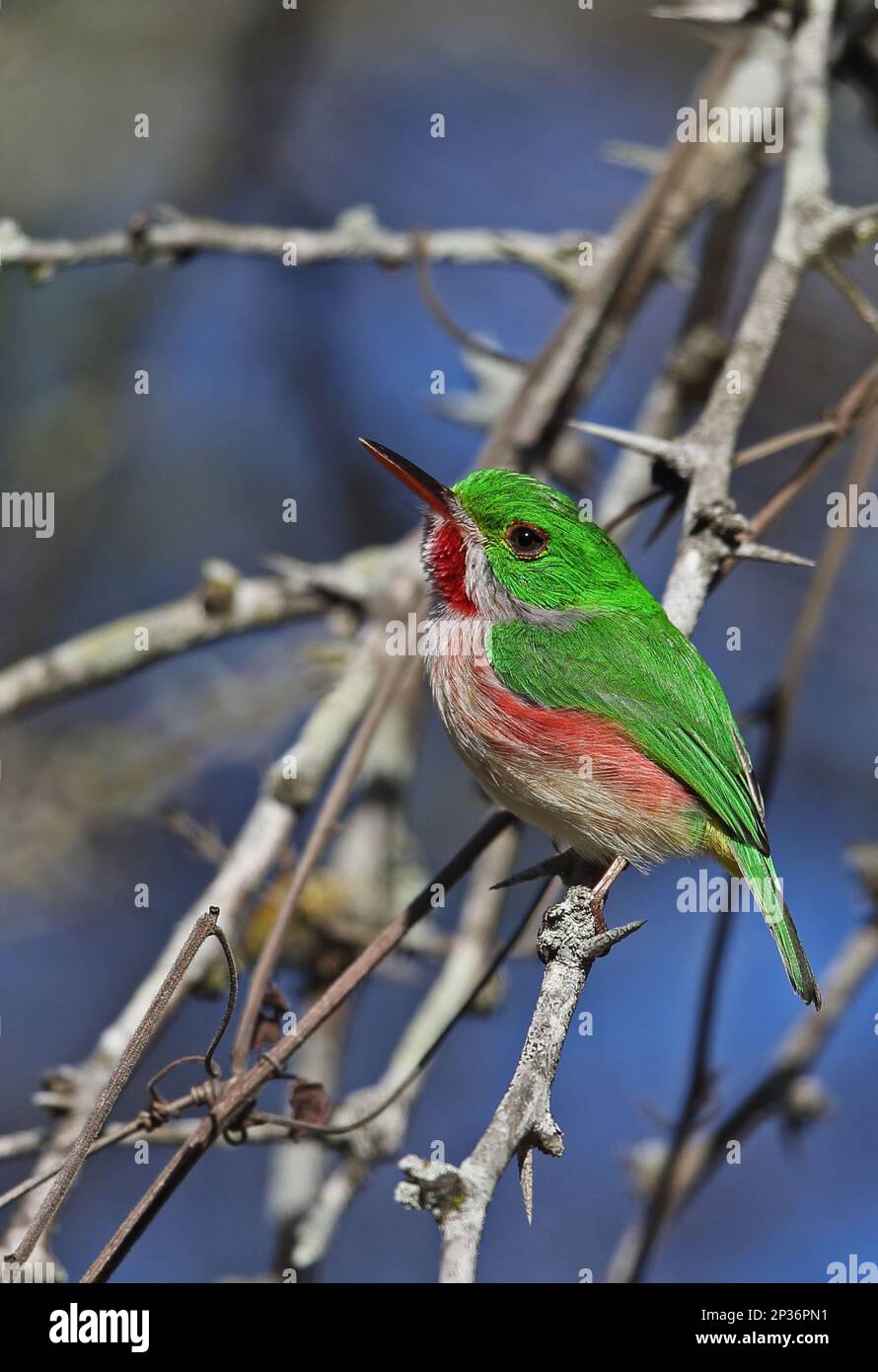 Dominican republic national bird hi-res stock photography and images ...