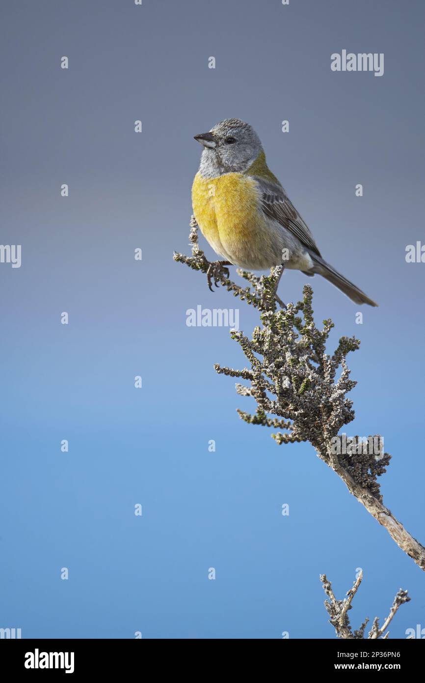 Grey hooded sierra finches hi-res stock photography and images - Alamy