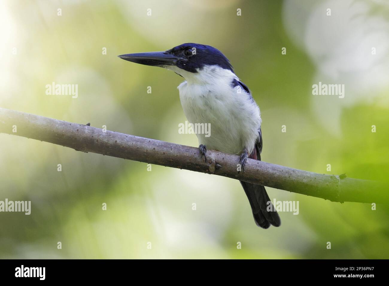 Ultramarine Kingfisher (Todiramphus leucopygius), adult male, sitting ...