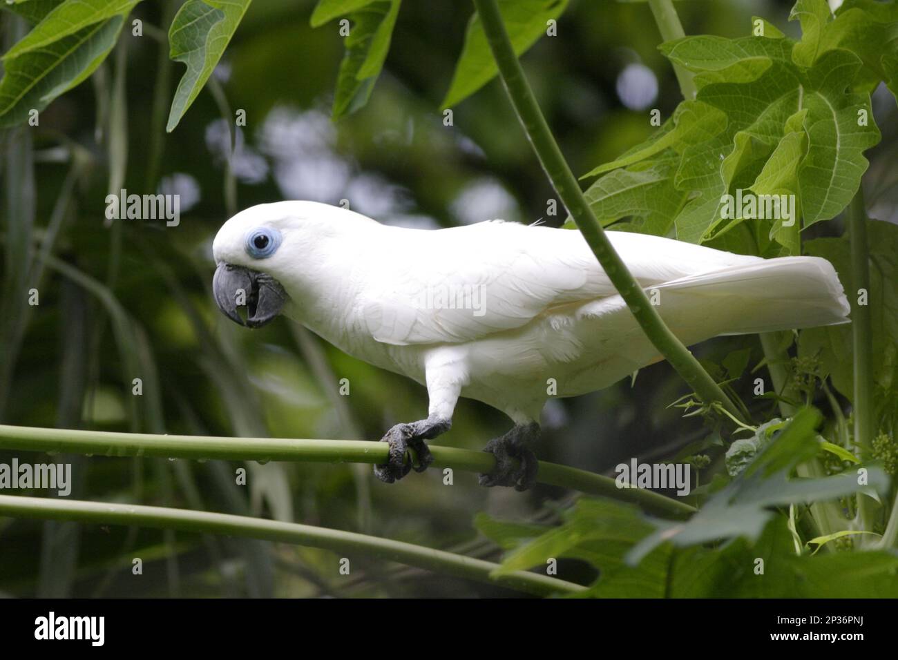 Blue-eyed cockatoo (Cacatua ophthalmica) adult, sitting on leaf stem ...