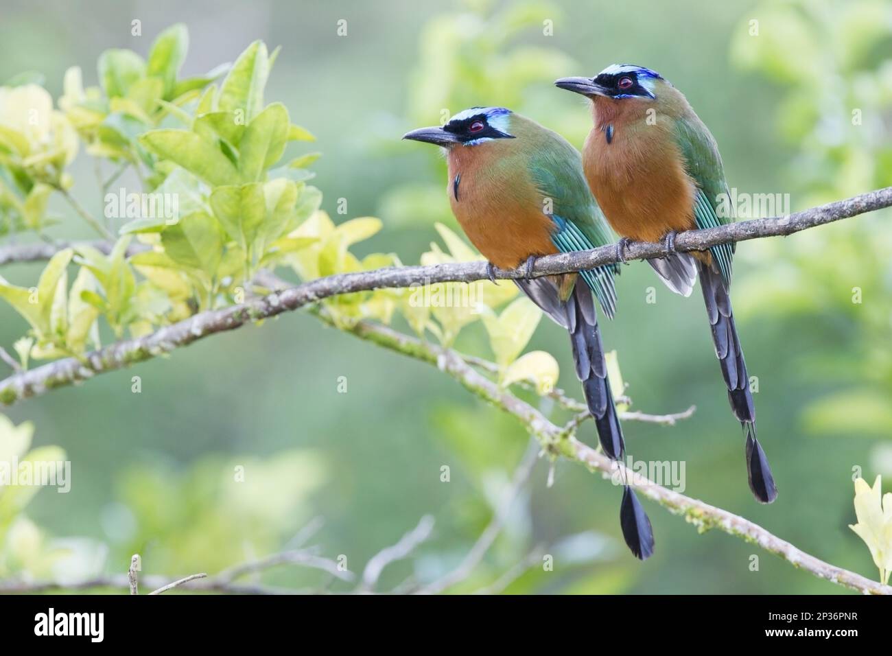Trinidad motmot (Momotus bahamensis), adult pair, sitting on a branch ...