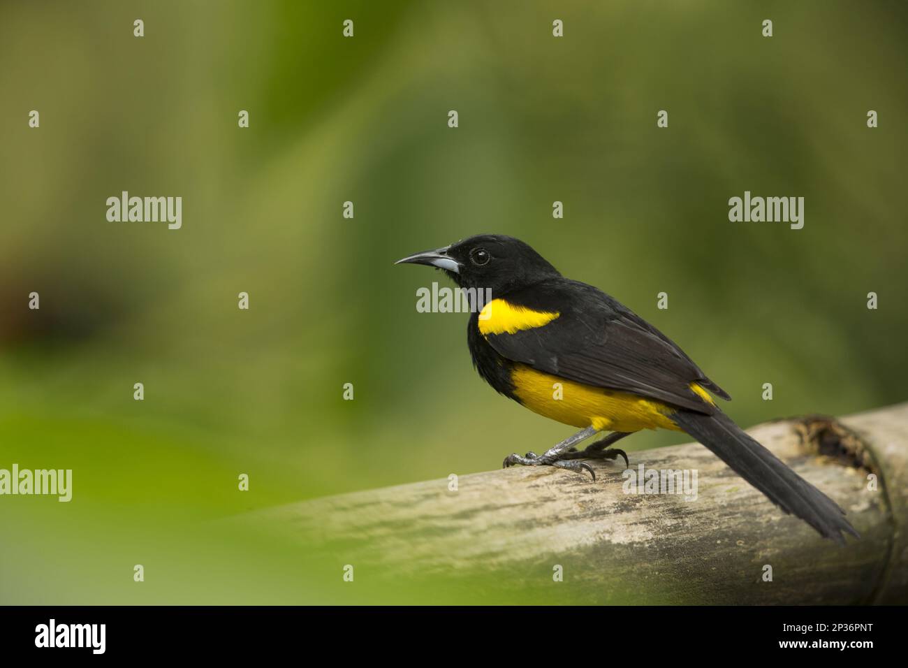 Yellow-shouldered Oriole, Yellow-shouldered Oriole, Trupial, Trupiale ...