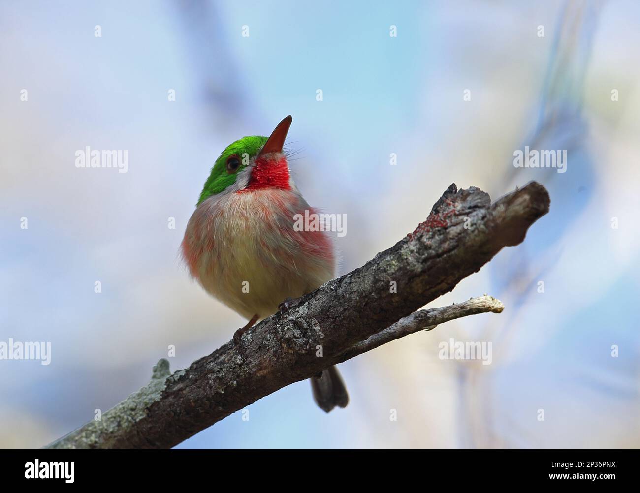 Dominican republic national bird hi-res stock photography and images ...