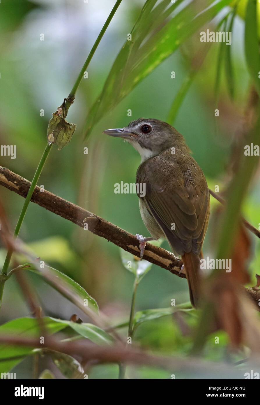 Moustached Thrush Babbler (Malacopteron magnirostre magnirostre), adult ...