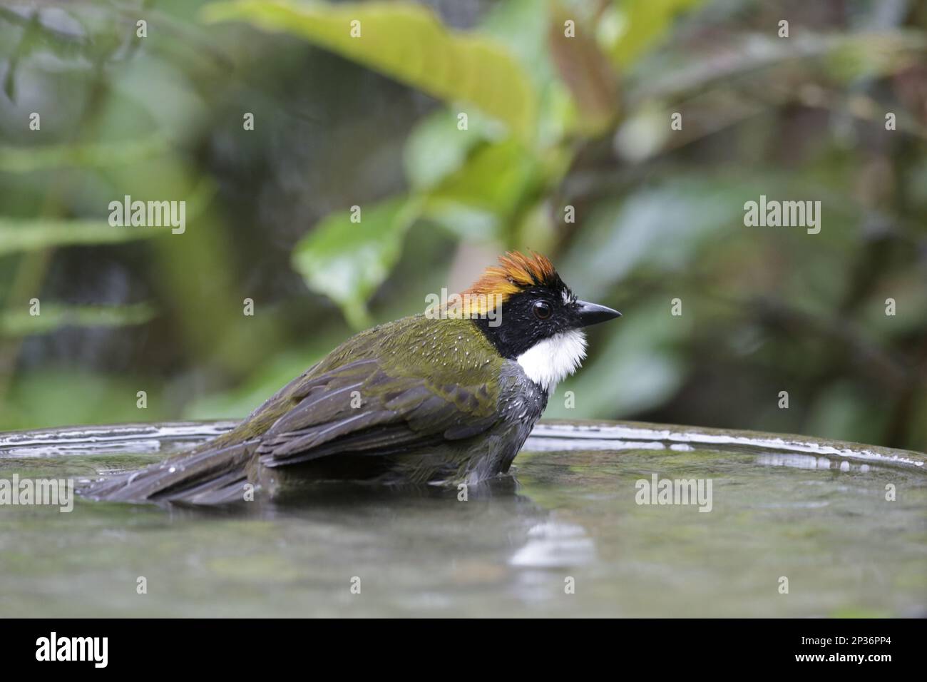 Chestnut-capped Bush Finch (Arremon brunneinucha) adult, bathing in ...