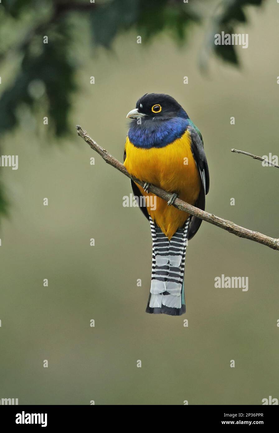 Trogon violaceus caligatus, Northern Violet Trogon, Northern Violet ...