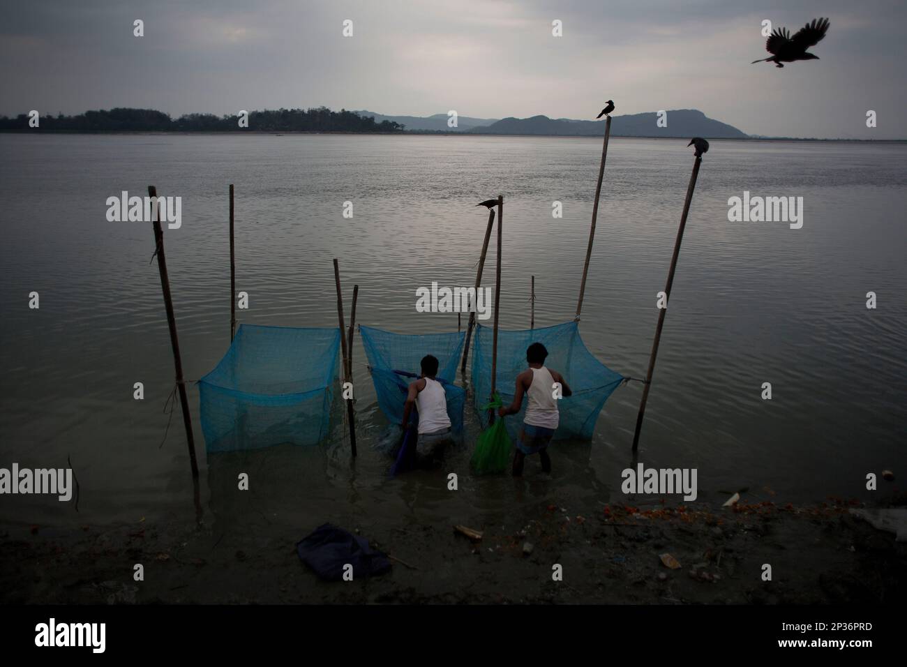 Indian fishermen sort small fish by the river Brahmaputra in Gauhati ...