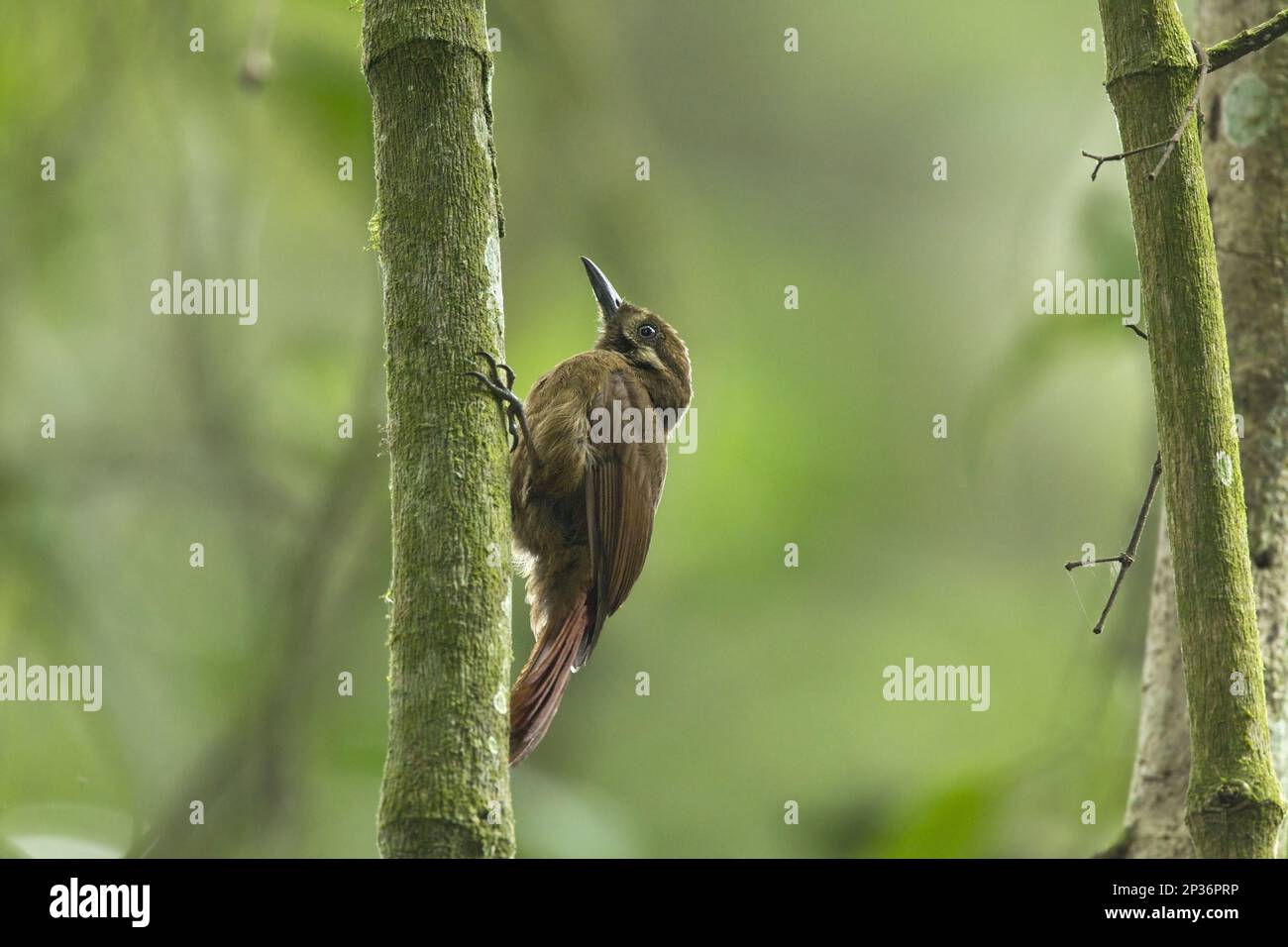 Treecreeper clinging to a tree hi-res stock photography and images - Alamy