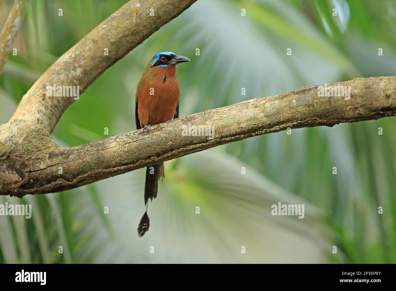 Trinidad motmot (Momotus bahamensis), adult, sitting on a branch ...