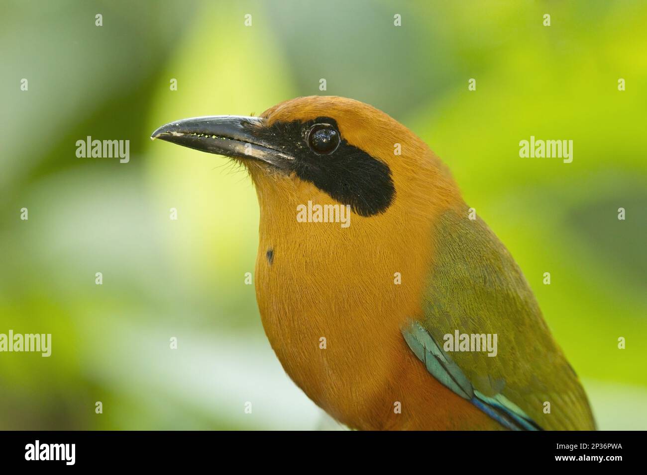 Adult red rufous motmot (Baryphthengus martii), close-up of head and ...