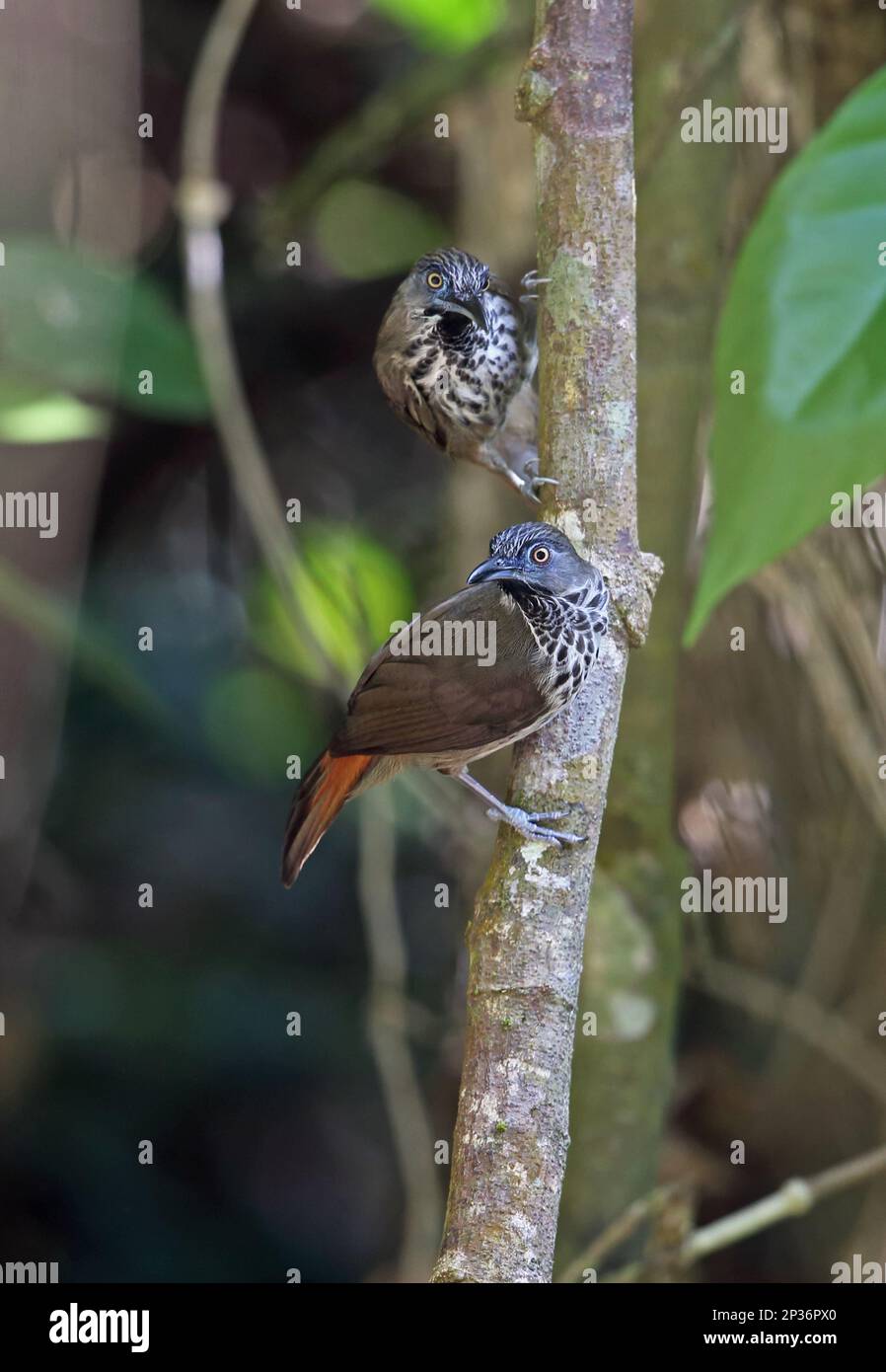 Red-rumped Thrush (Stachyris maculata maculata) two adults, sitting on ...