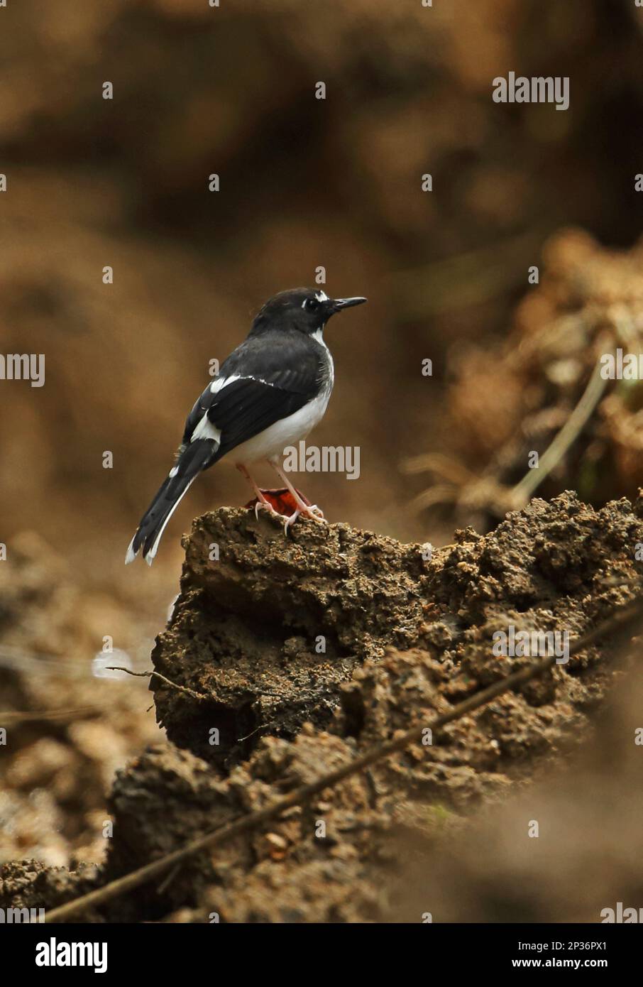 Sunda Forktail (Enicurus velatus sumatranus) adult male, perched on ...