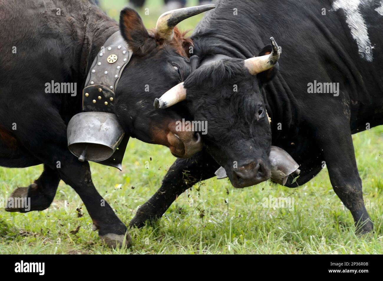 Two cows fight during the traditional "Combats de Reines" ("Battle of ...