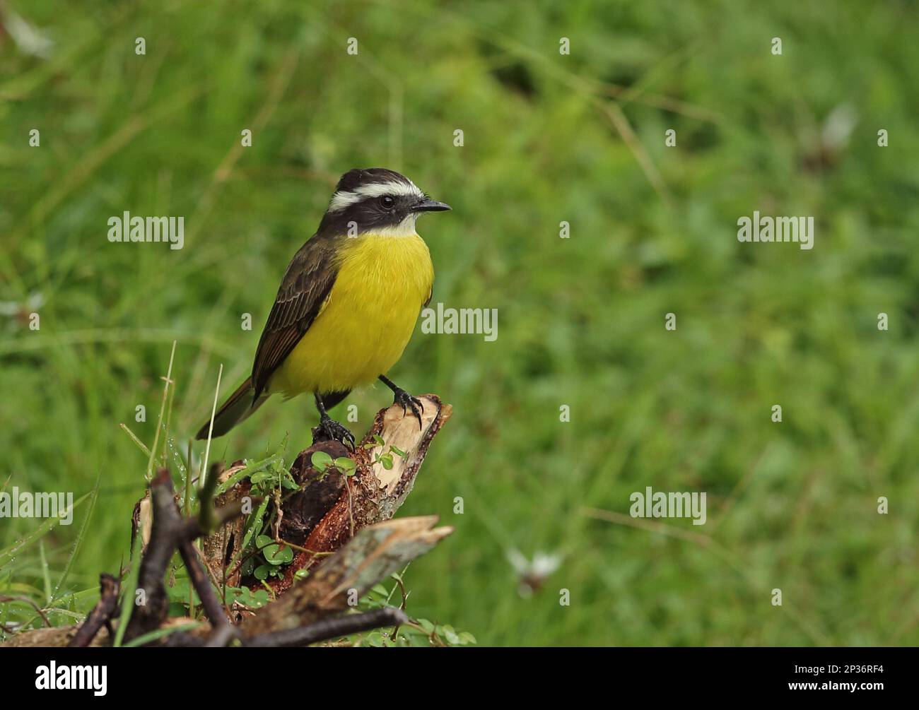 Rusty-winged Flycatcher (Myiozetetes cayanensis hellmayri), adult ...