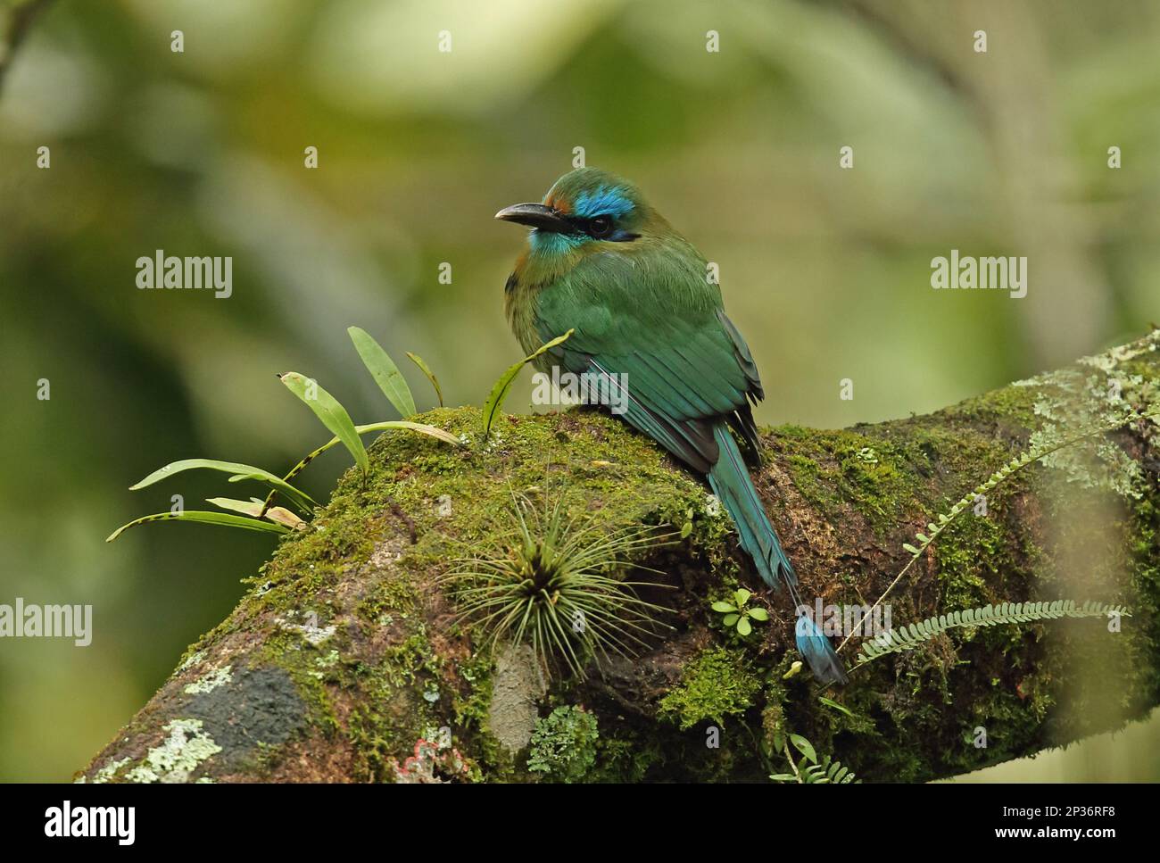 Keel-billed Motmot (Electron carinatum), adult, sitting on a branch ...