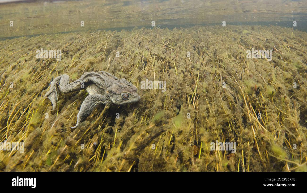 Common Toad (Bufo bufo) adult, underwater in clear burn flowing into ...