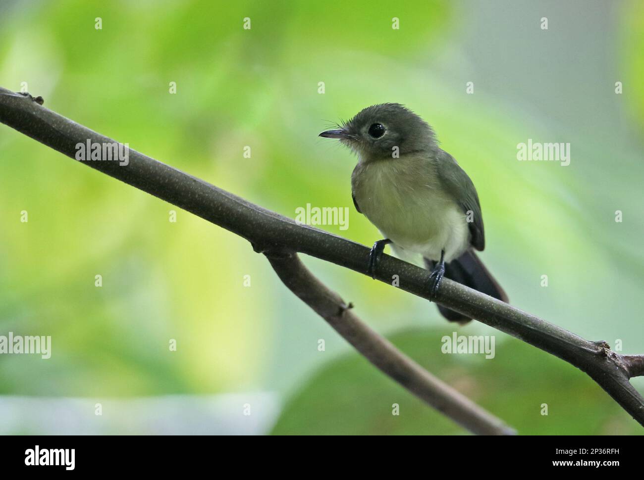 Black-tailed Flycatcher (Myiobius atricaudus atricaudus) adult, sitting ...