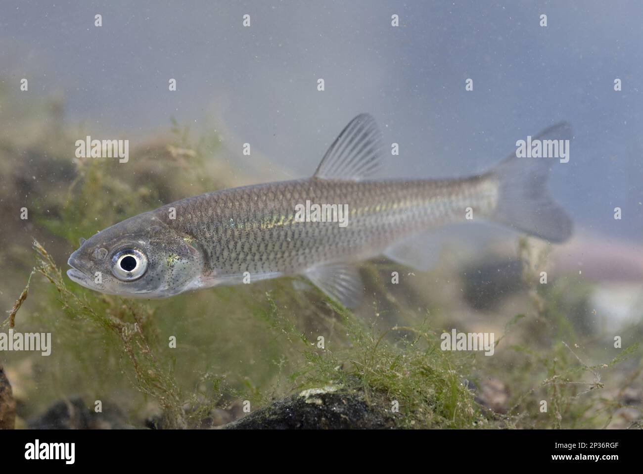 European Chub (Squalius cephalus) 'Chublet' young, in tank, Nottingham ...