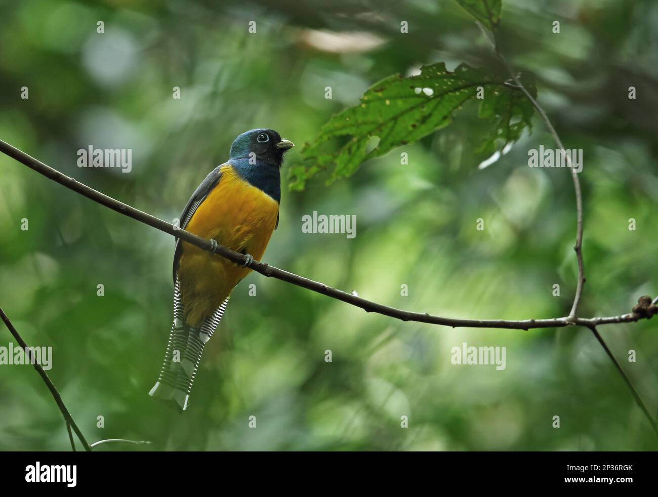 Black-throated Trogon (Trogon rufus chrysochloros), adult male, sitting on a branch, Atlantic ...