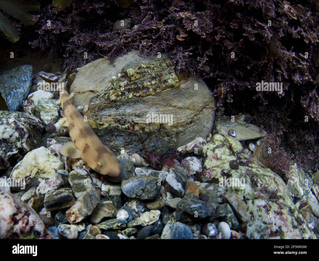 Lesser Spotted Dogfish (Scyliorhinus canicula) adult, swimming over ...