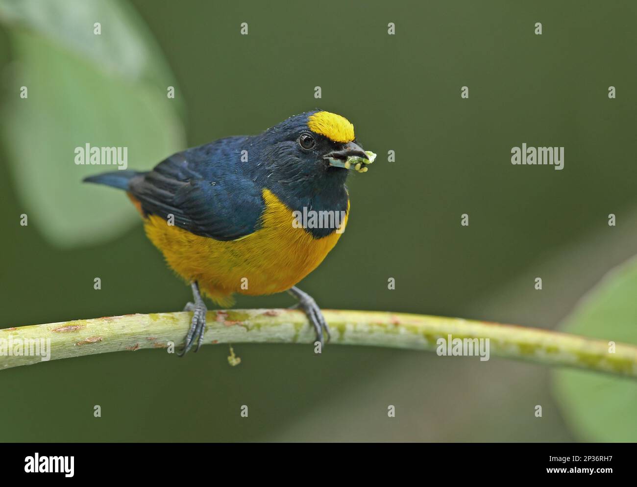 Fulvous-vented Euphonia (Euphonia fulvicrissa fulvicrissa), adult male ...